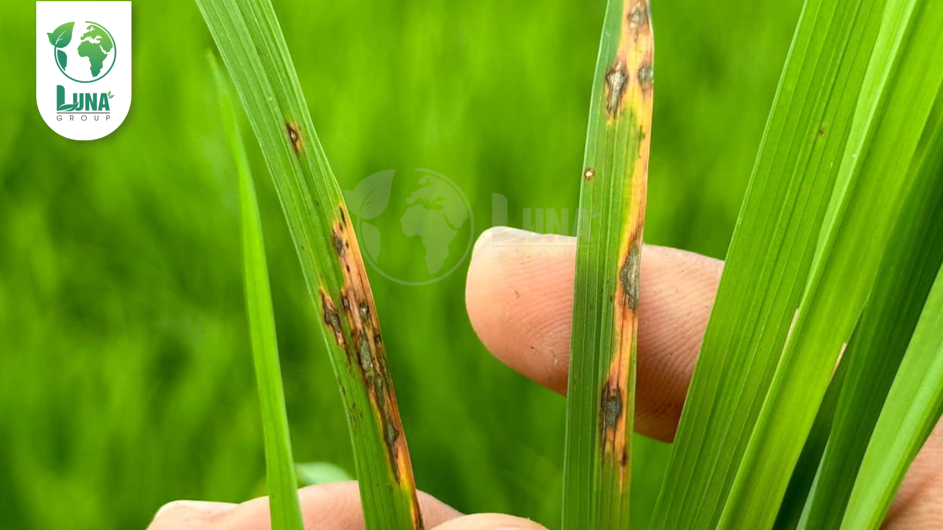 Thuốc trừ bệnh ISO ONE 40EC - Luna Group Agri